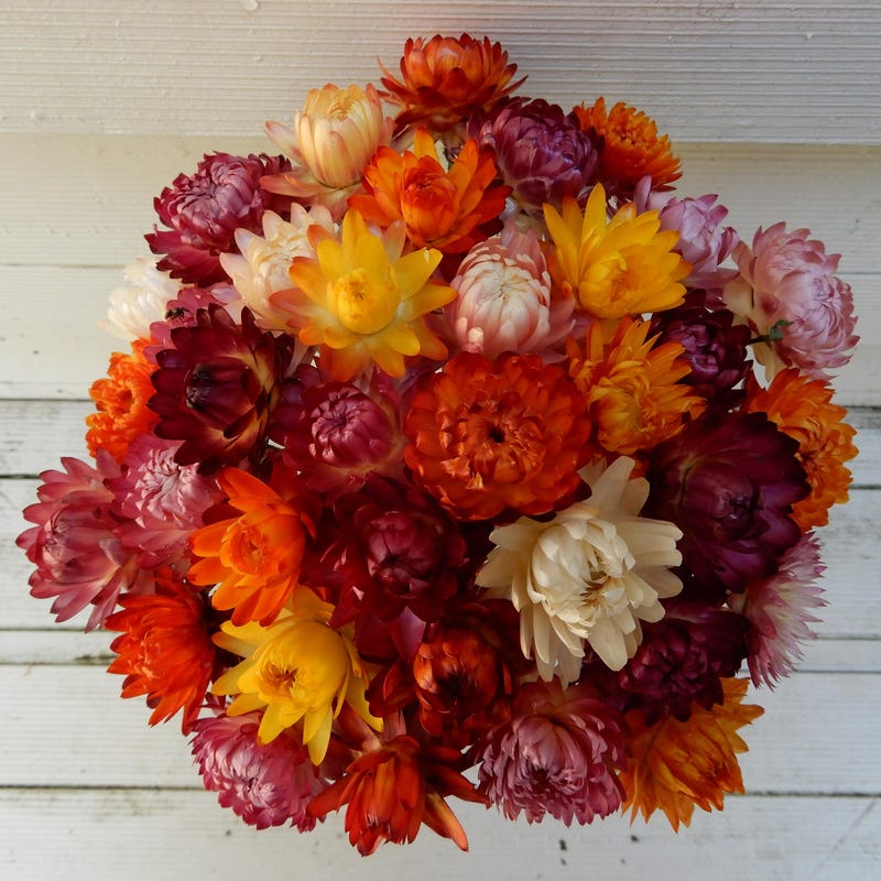 Straw Flowers - Etsy