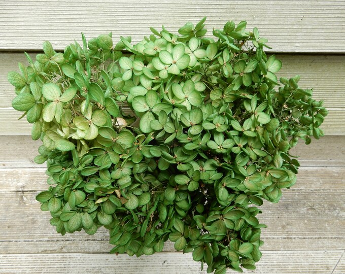 Preserved Green and Cream Pee Gee Hydrangea Flowers 10 Sm. - Etsy