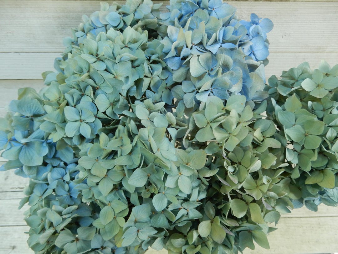 Dried Light Blue, Green and Cream Hydrangea Flowers, 8 Tall Stems ...