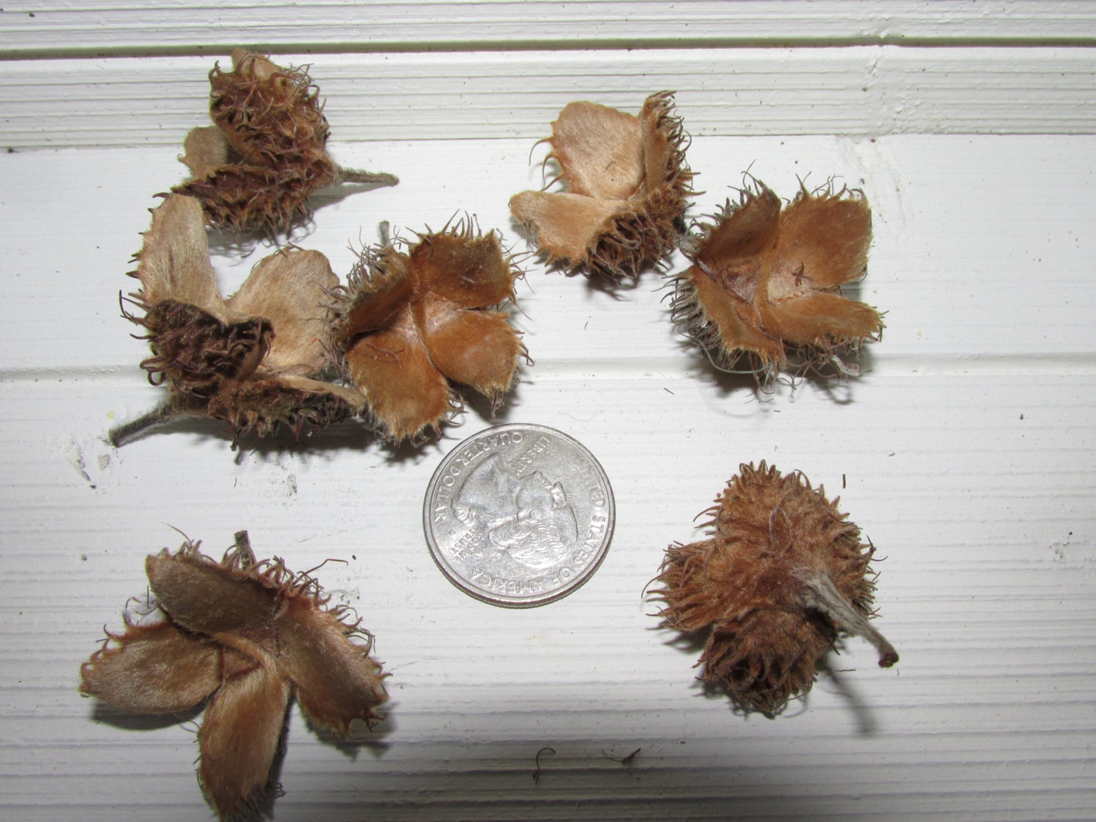 Beechnut Pods, 100+, Nut Shell, Bowl Filler, Potpourri, Seed Pod ...