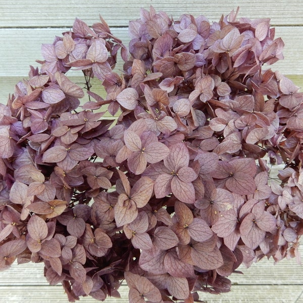 Preserved Hydrangea - Etsy