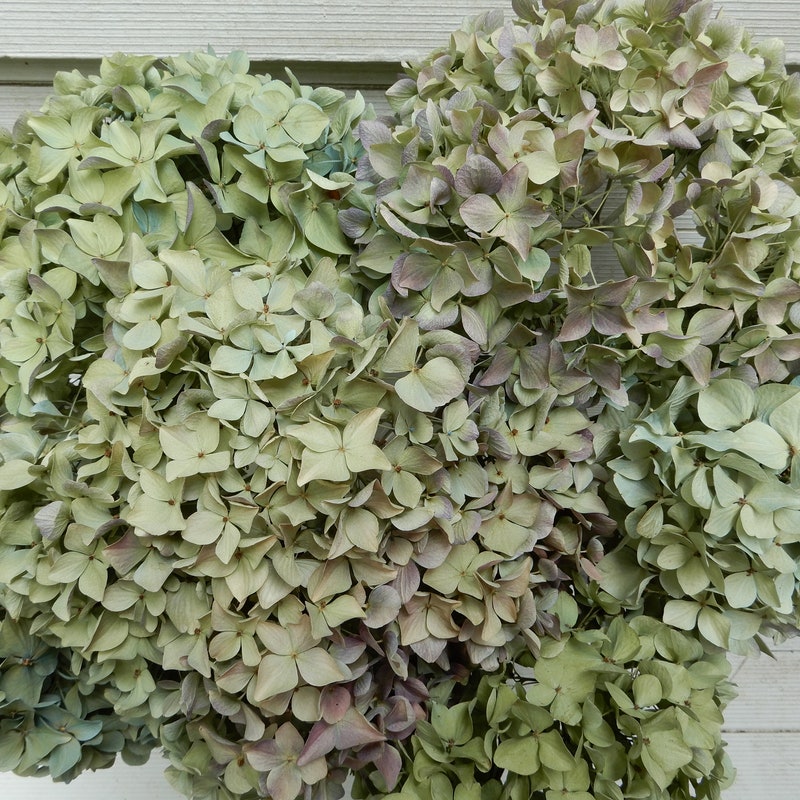 Dried Hydrangea - Etsy