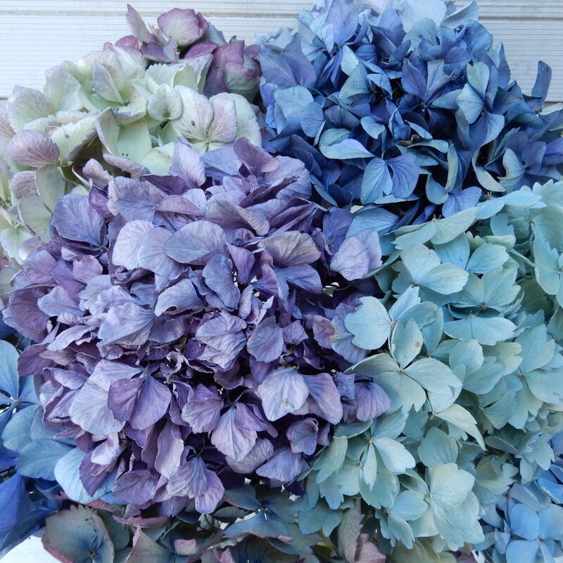Dried Hydrangeas - Etsy