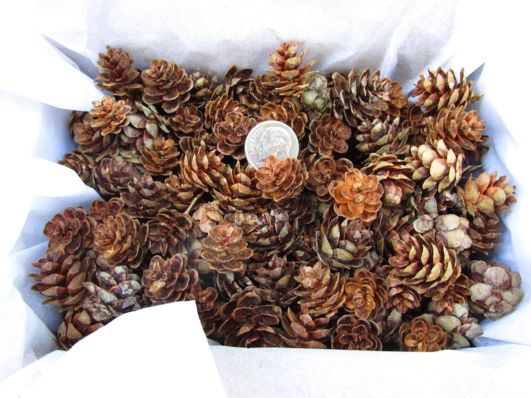 Hemlock Cones 300 Tiny 'pine Cones' Natural Forest Woodland Wedding Rustic Craft DIY Holiday ...