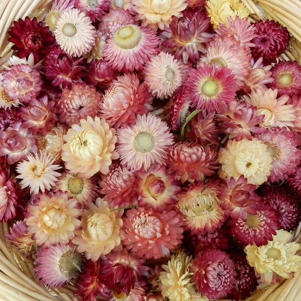 Straw Flowers - Etsy