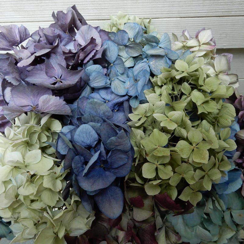 Dried Hydrangea - Etsy