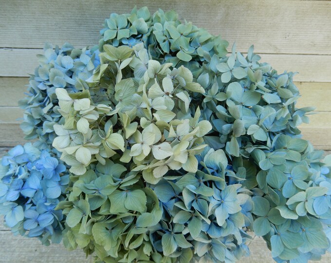 Dried Hydrangea Flowers 8 Long Stems Light Blue Green Cream - Etsy