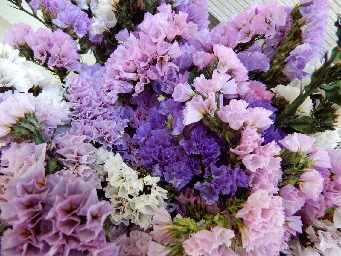 Preserved Statice Large Lot of Mixed Color Sampler Dried - Etsy