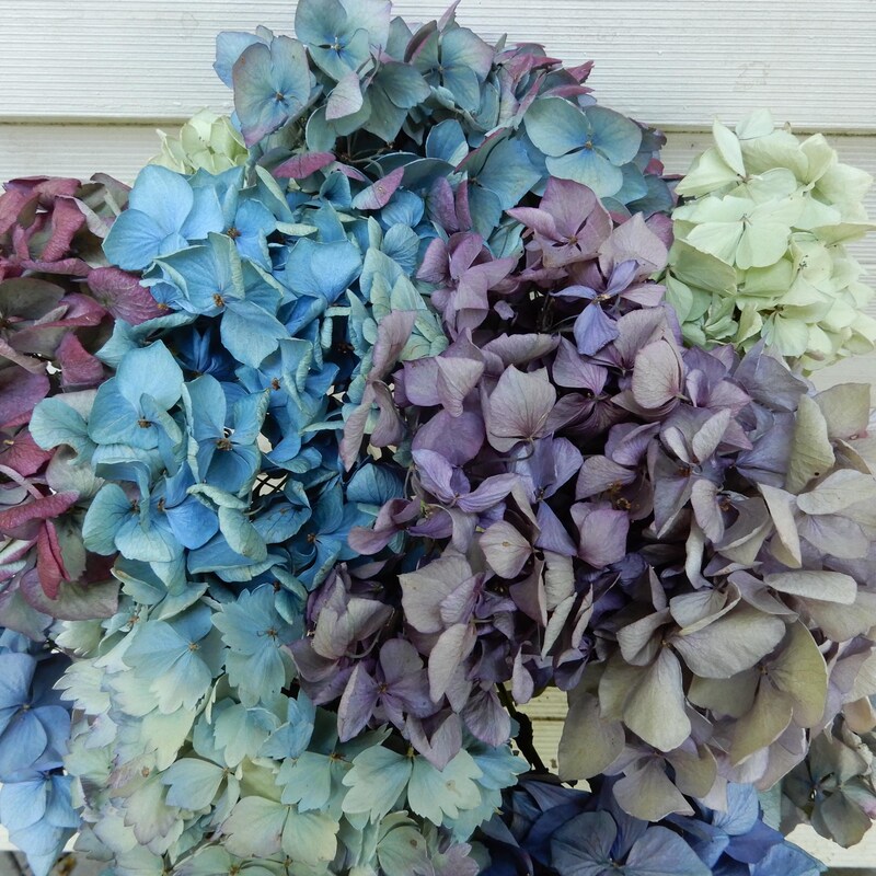 Preserved Hydrangea - Etsy