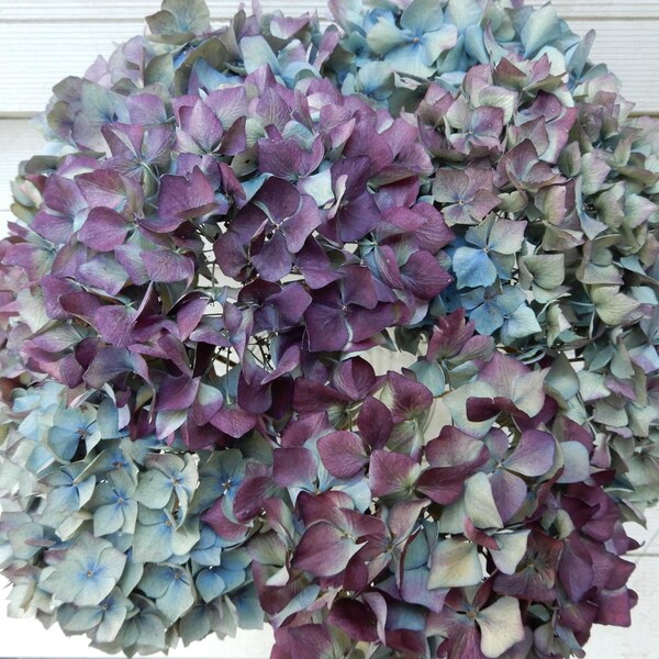 Dried Hydrangea - Etsy