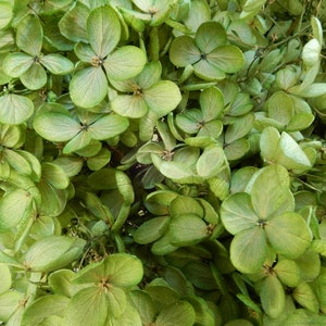 Preserved Green and Cream Pee Gee Hydrangea Flowers, 8 Stems, Wedding ...