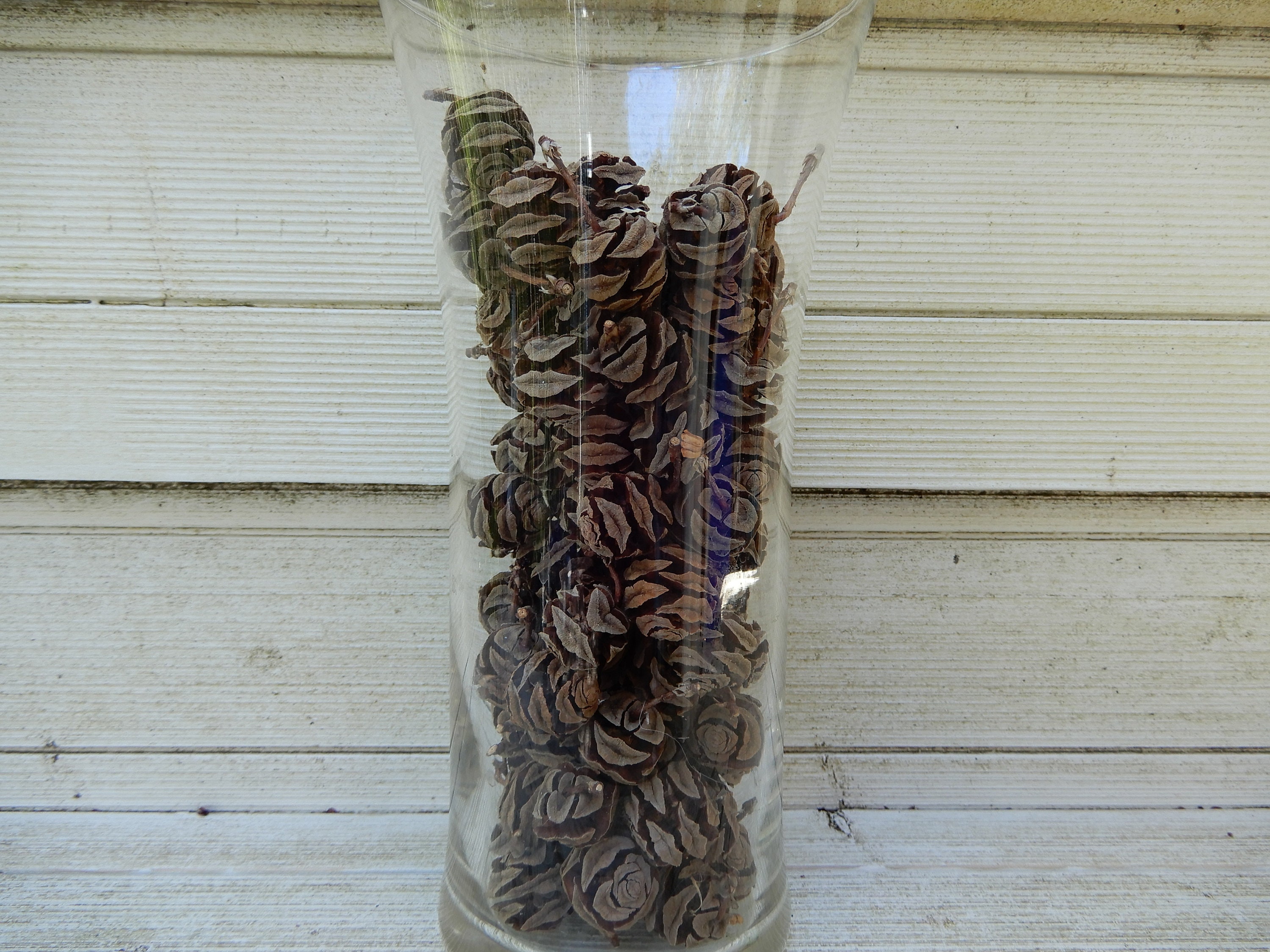 Dawn Redwood Cones 100 Natural Tiny 'pine Cones' | Etsy