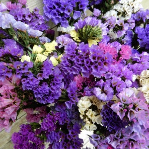 Preserved Statice Large Lot of Mixed Color Sampler Dried - Etsy