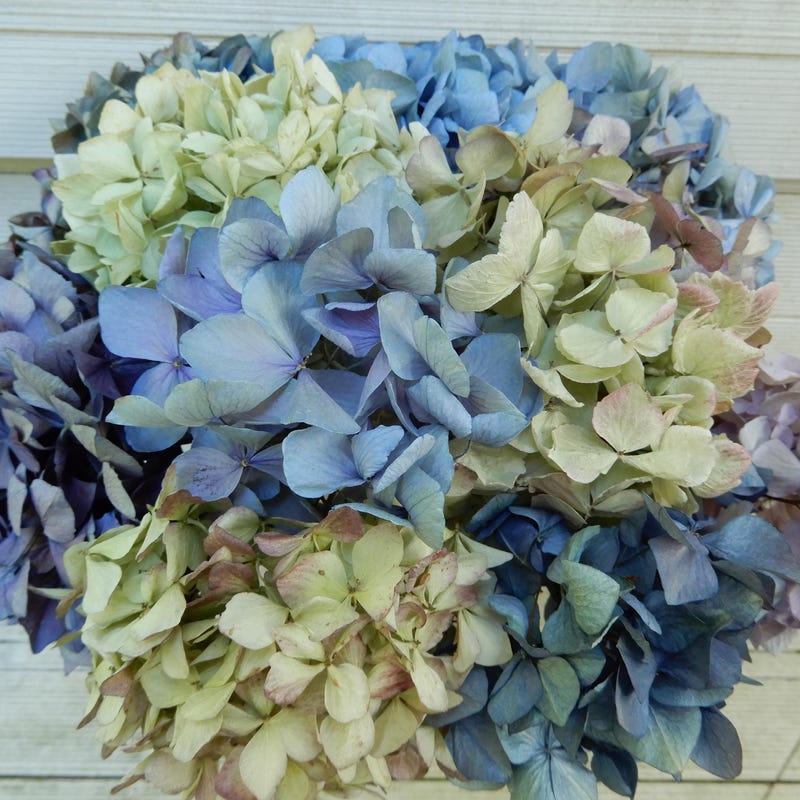 Dried Hydrangeas - Etsy