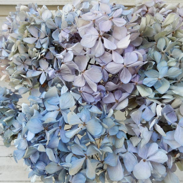 Dried Hydrangeas - Etsy