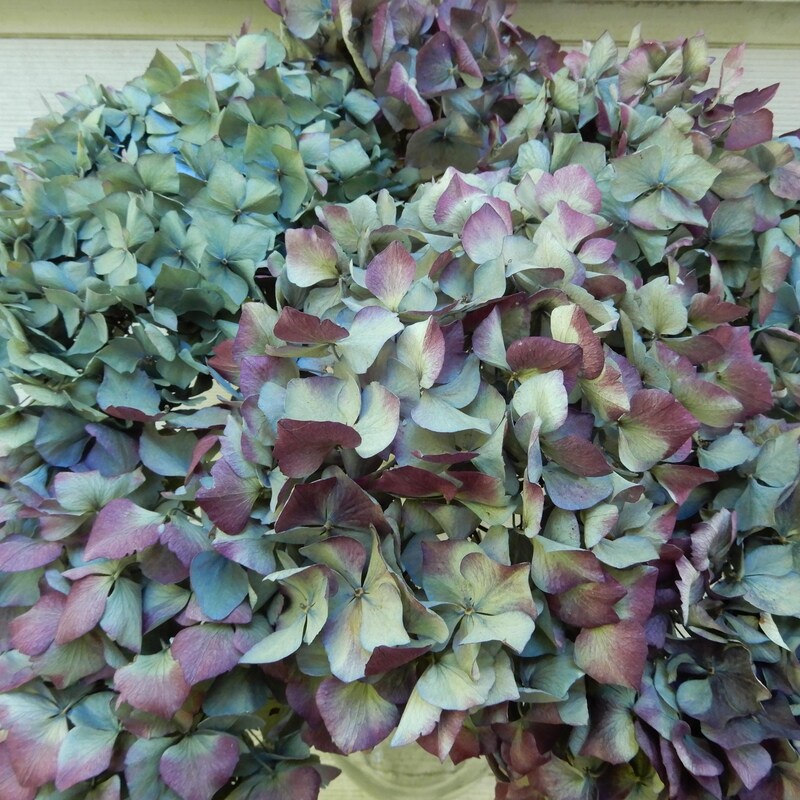 Dried Hydrangea - Etsy