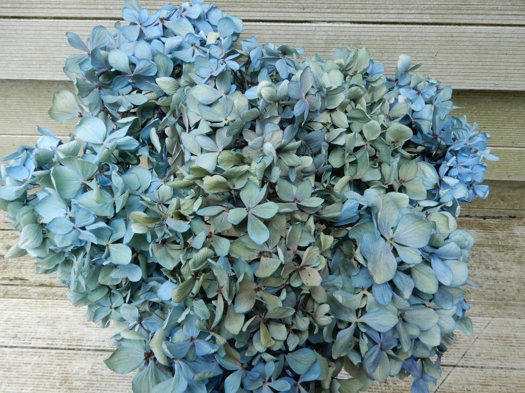 Dried Hydrangea Flowers Dusty Lavender, Steely Grey Blue Bouquet, 8 ...