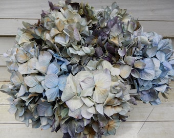 Hydrangeas | Etsy