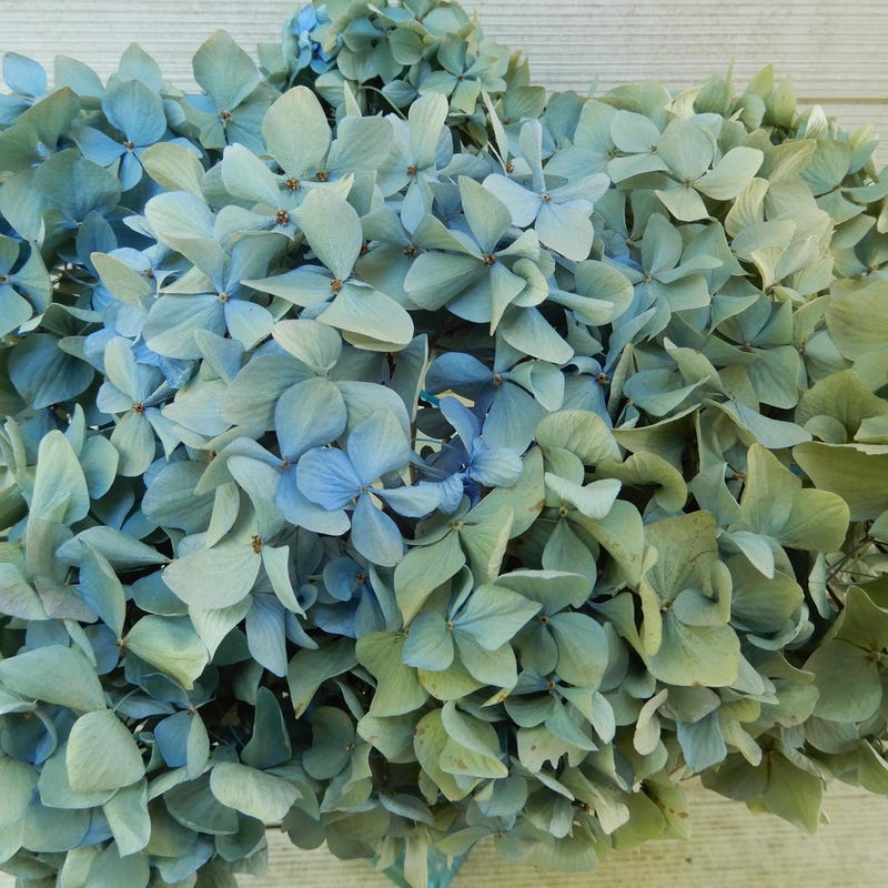 Preserved Hydrangea - Etsy
