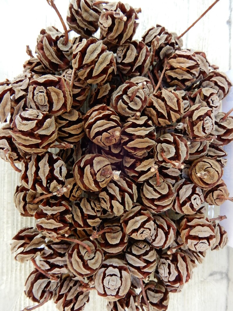 Dawn Redwood Cones 100 Natural Tiny 'pine Cones' - Etsy