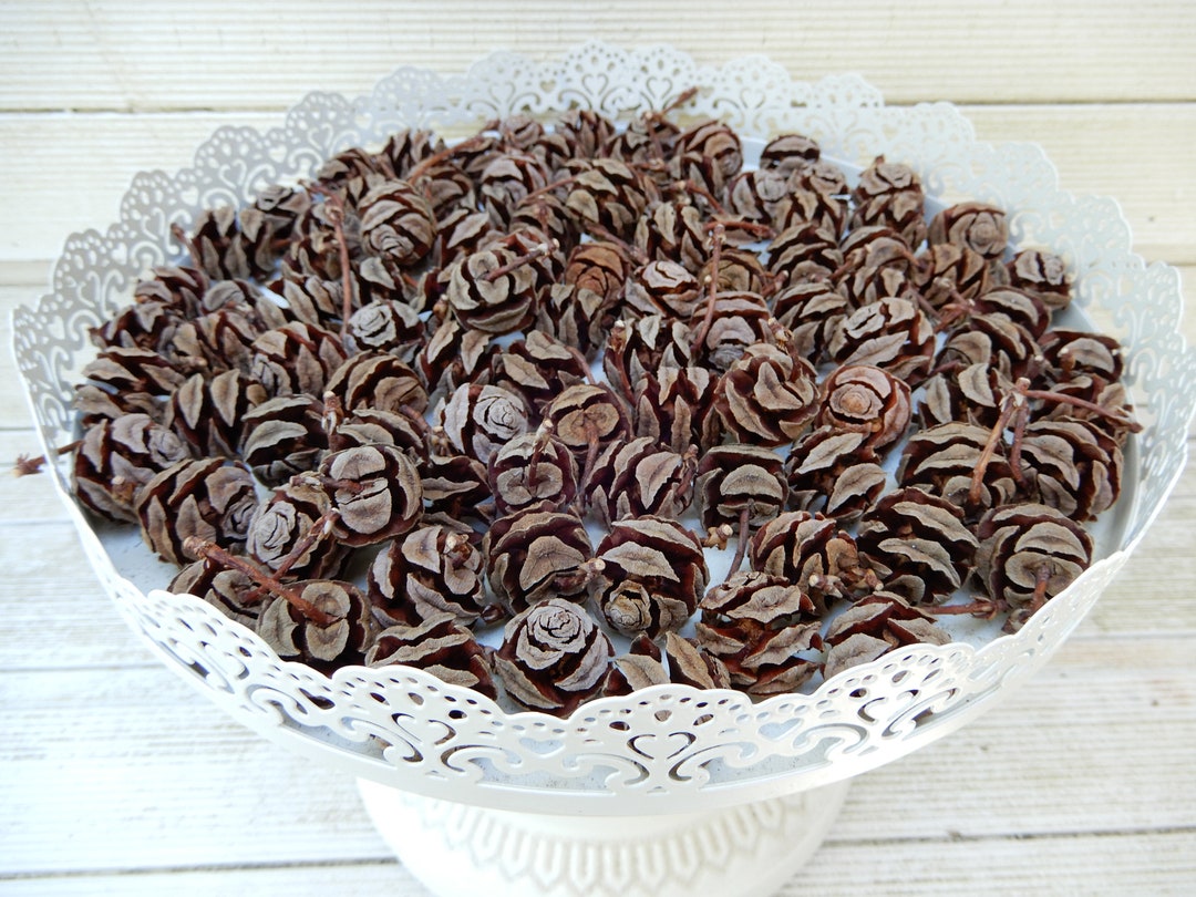 Dawn Redwood Cones, 100 Natural, Tiny 'pine Cones', Forest Woodland ...