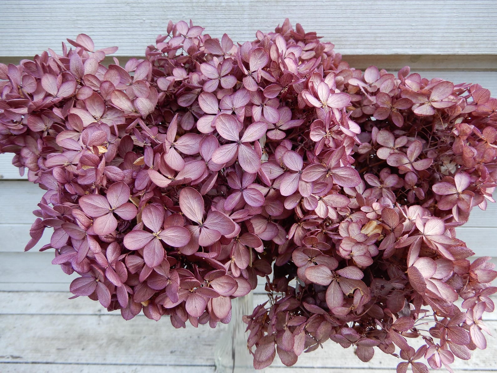 Preserved Violet Purple Dried Hydrangea Flowers, 7 Stems, Minimalist ...