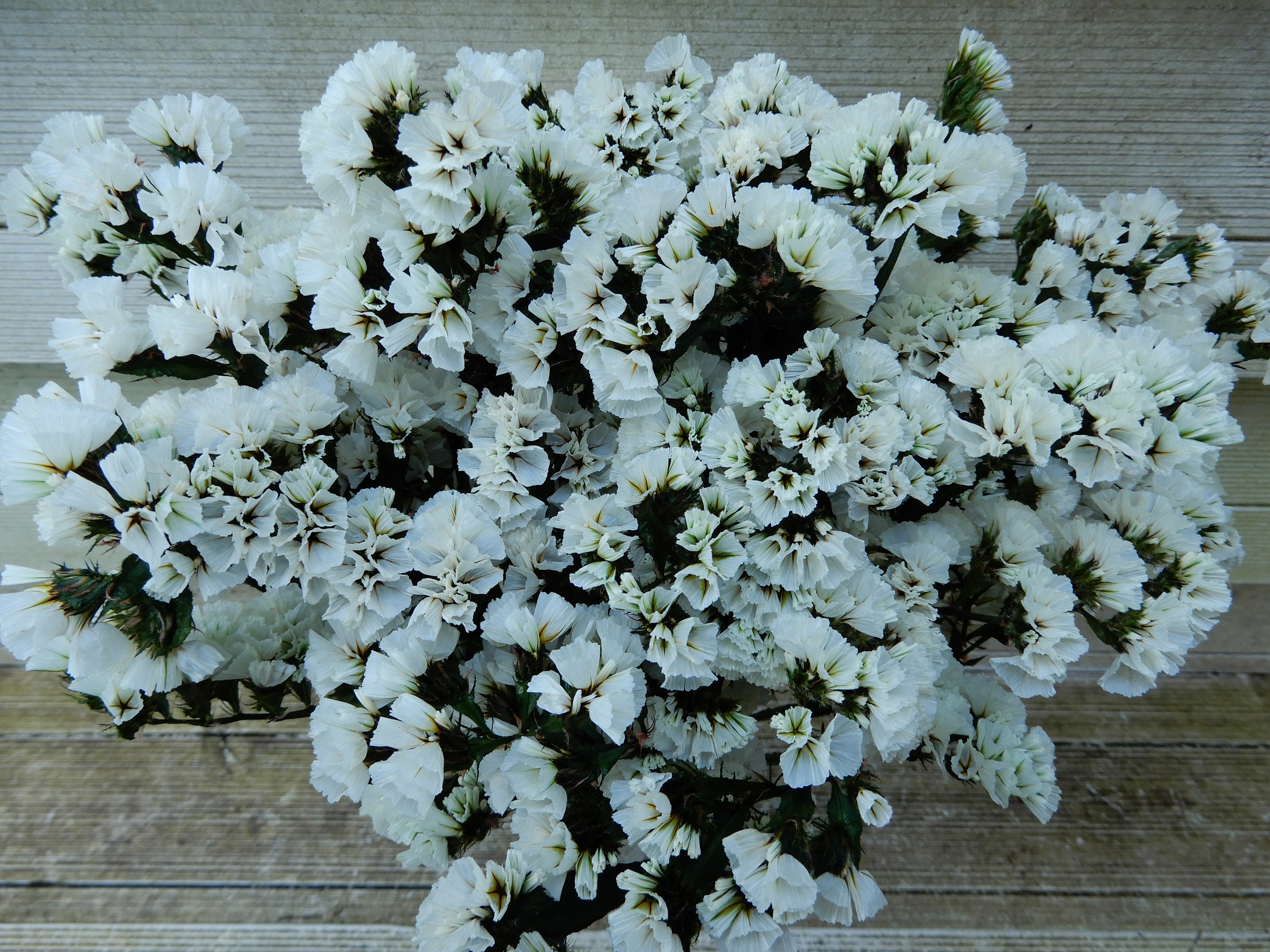 Preserved Statice Bright White Color Dried Flower Bouquet 12 - Etsy