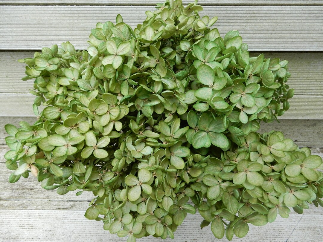 Preserved Green and Cream Pee Gee Hydrangea Flowers, 8 Stems, Wedding ...