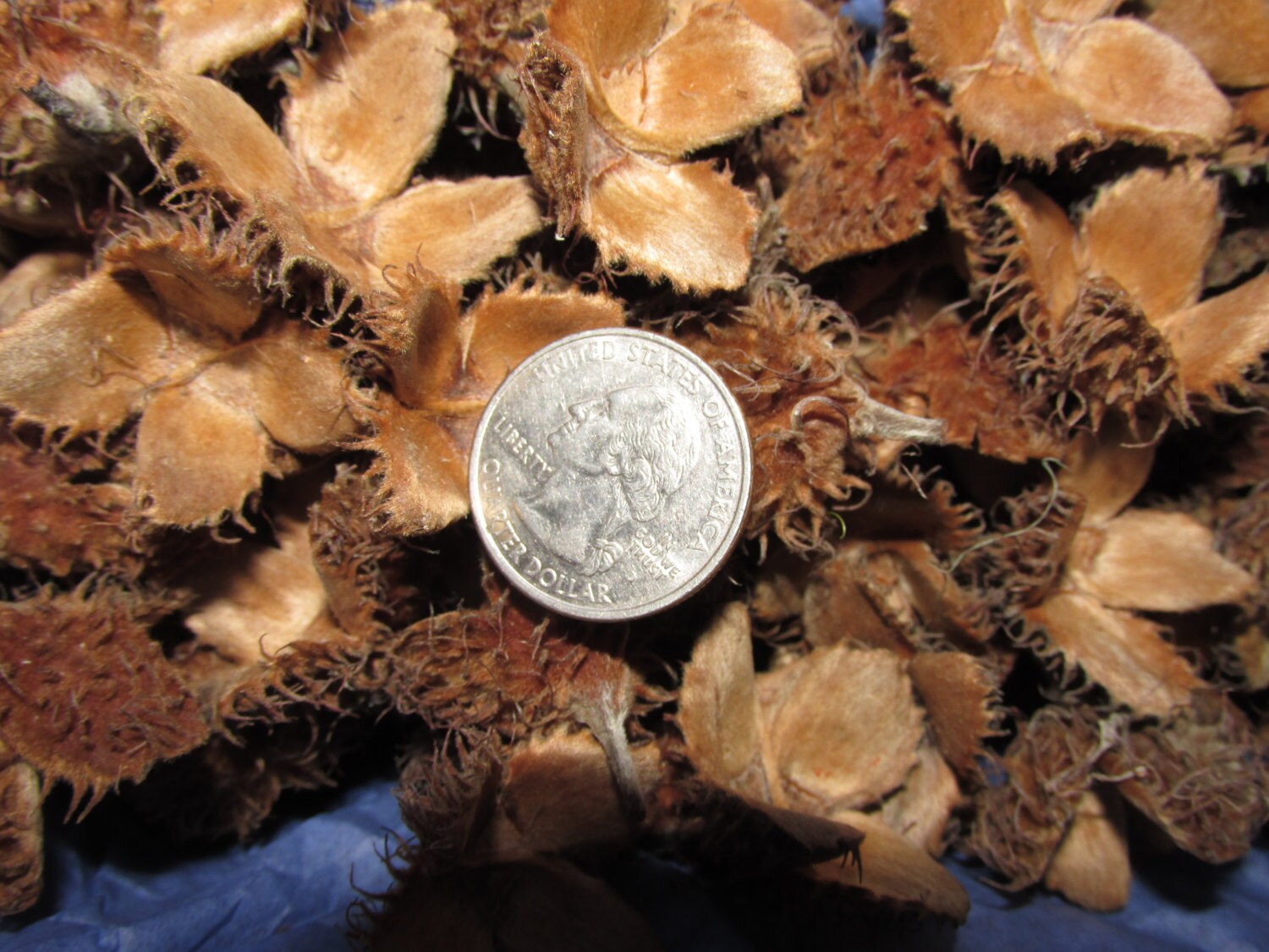 Beechnut Pods, 100+, Nut Shell, Bowl Filler, Potpourri, Seed Pod ...