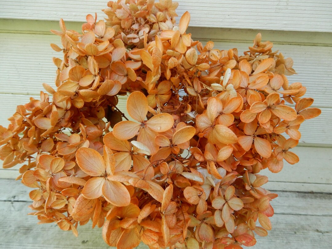 Preserved Orange Dried Pee Gee Hydrangea Lacy Flowers, 9 Small Stems ...