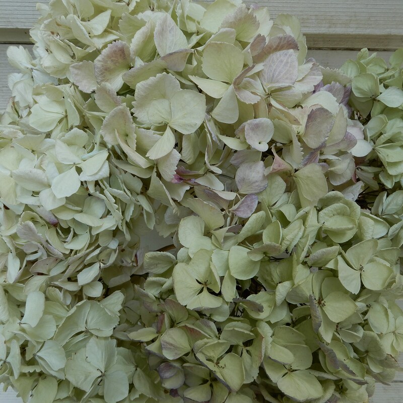 Dried Hydrangea - Etsy