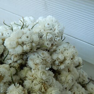Dried White Pearly Everlasting Flower Mini Straw Flowers 100 Sm. Stems ...