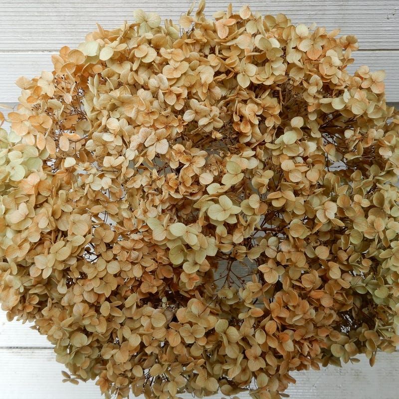 Preserved Hydrangea - Etsy