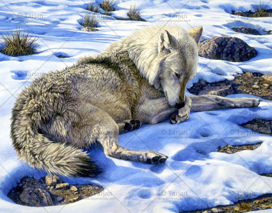 A Gentle Moment Gentle Wolf Watercolor Wildlife Art Print, Cleaning Its ...