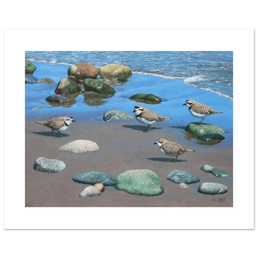 Snowy Plover Painting: Seaside Beach Shorebird Art Print (12"h X 16"w ...