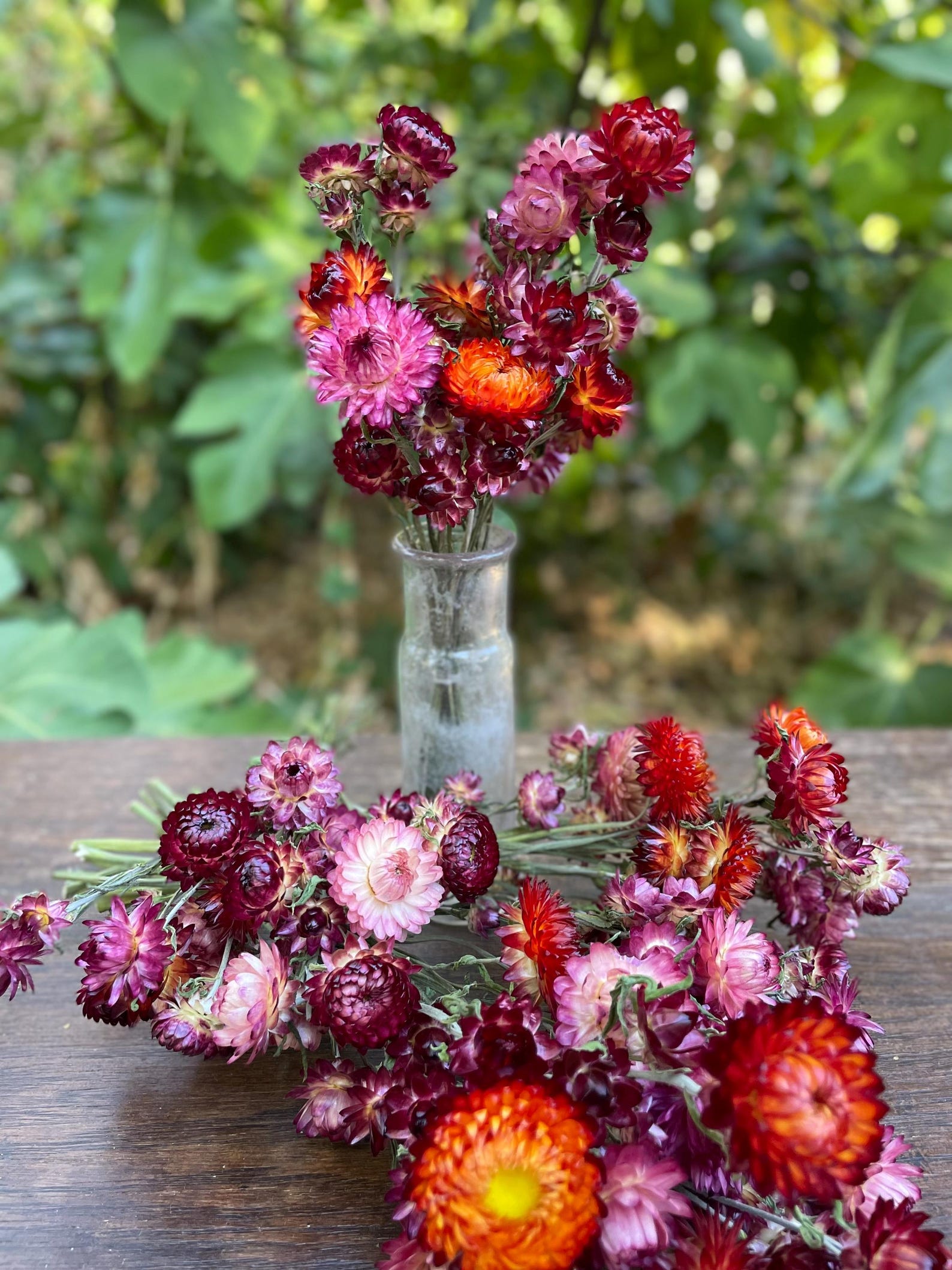Dried Strawflower Stems // Strawflower Bouquet // Dried Flower Fall ...