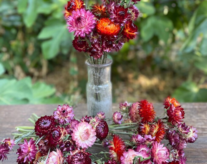 Dried Strawflower Stems // Strawflower Bouquet // Everlasting Bouquet ...