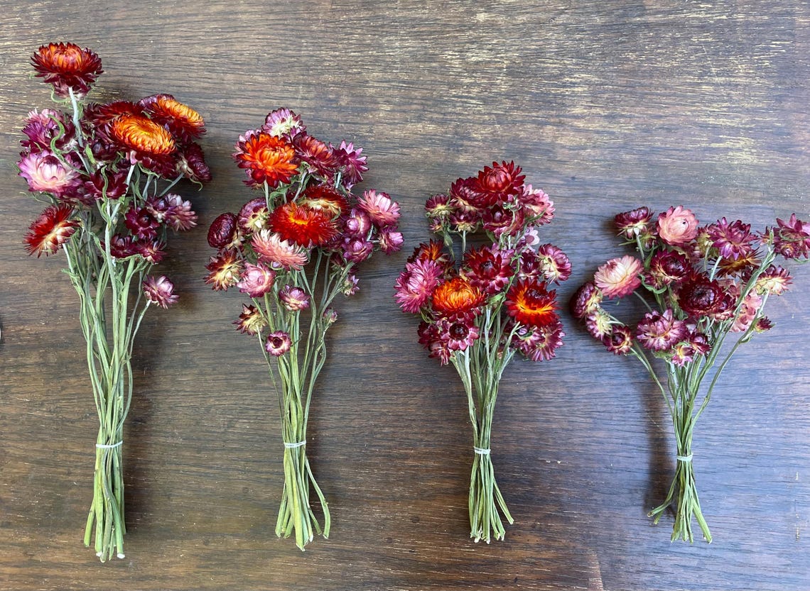 Dried Strawflower Stems // Strawflower Bouquet // Dried Flower Fall ...