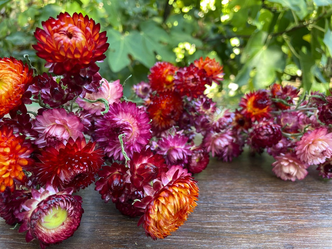 Dried Strawflower Stems // Strawflower Bouquet // Dried Flower Fall ...
