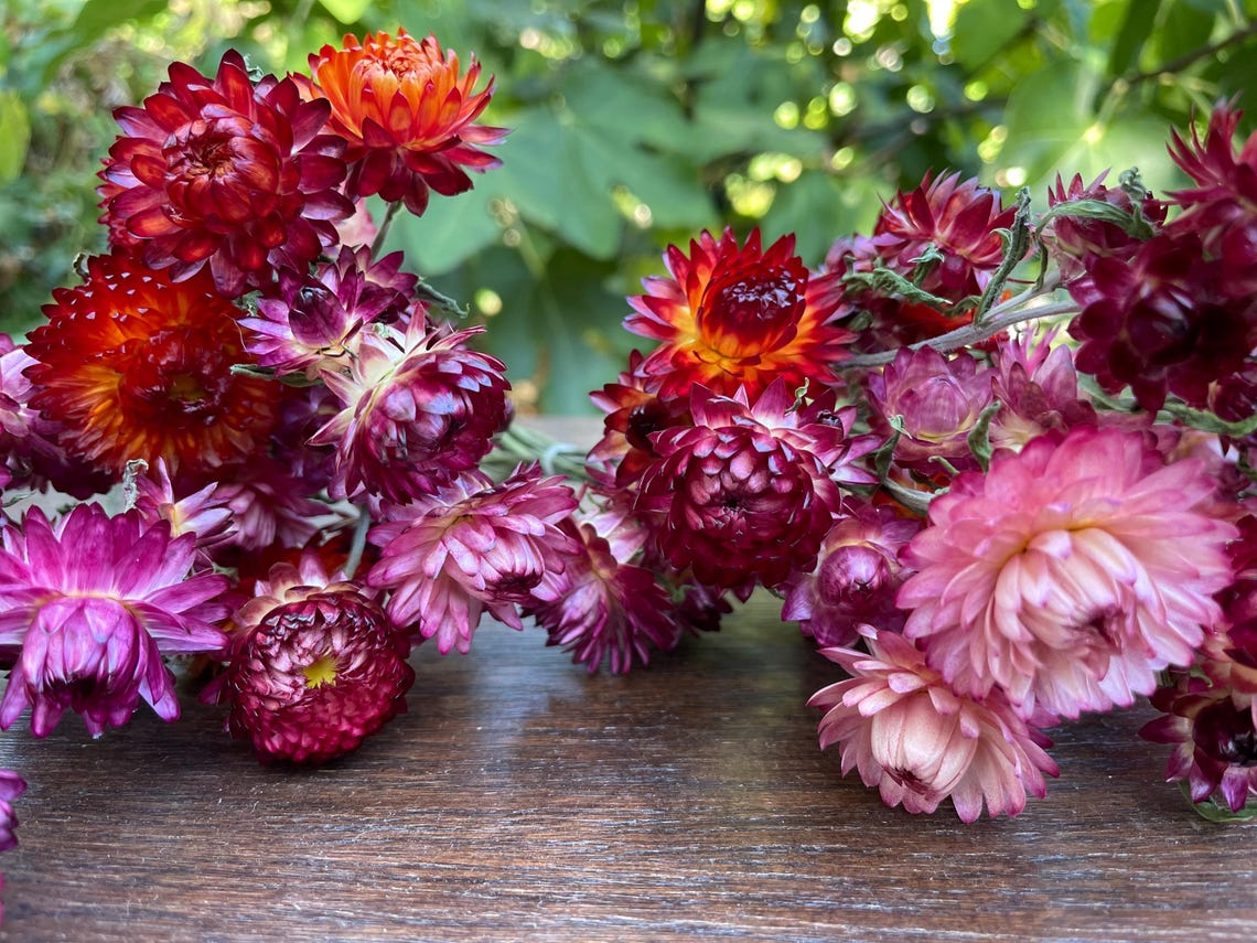 Dried Strawflower Stems // Strawflower Bouquet // Dried Flower Fall ...