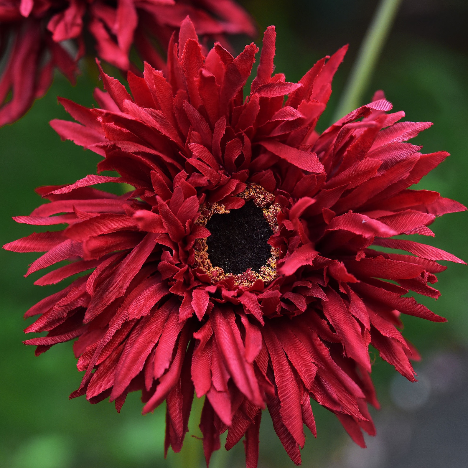 Firebrick Red Spider Gerbera Daisies, Silk Artificial Flowers (6 Stems ...