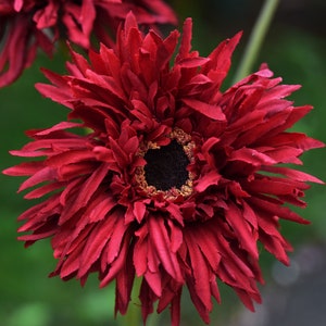 Firebrick Red Spider Gerbera Daisies, Silk Artificial Flowers (6 Stems ...