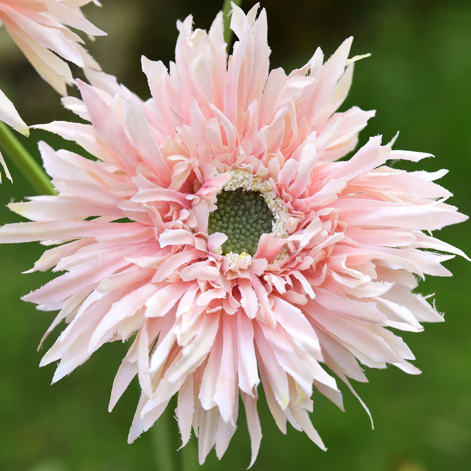 Rose Fog Spider Gerbera Daisies Silk Flowers Real Looking Artificial ...