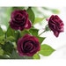Cranberry Red Real Touch Roses Silk Artificial Flowers ‘petals Feel and ...