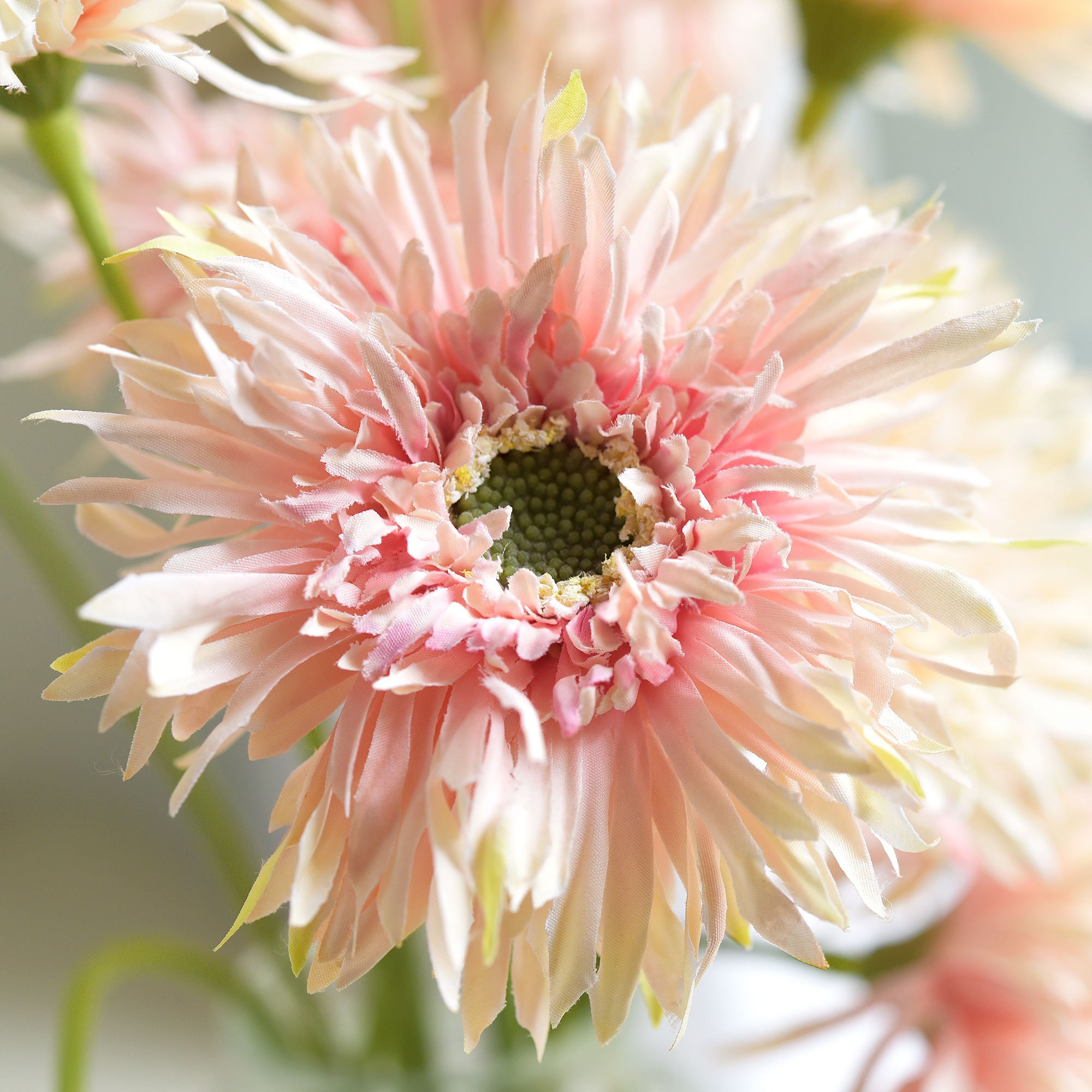 Pink Spider Gerbera Daisies, Realistic Silk Flowers, Home Decor (6 ...