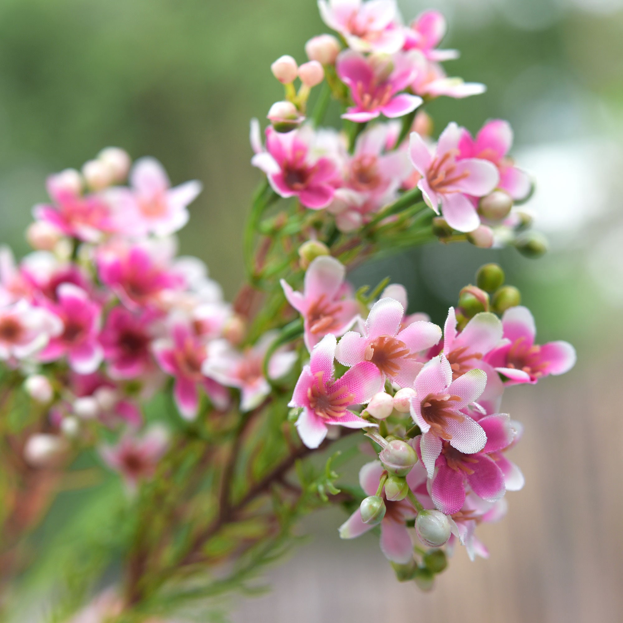Light Pink Wax Flower