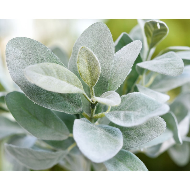 Sage Green Lamb's Ear Artificial Greenery Bush Plants 6 Stems - Etsy