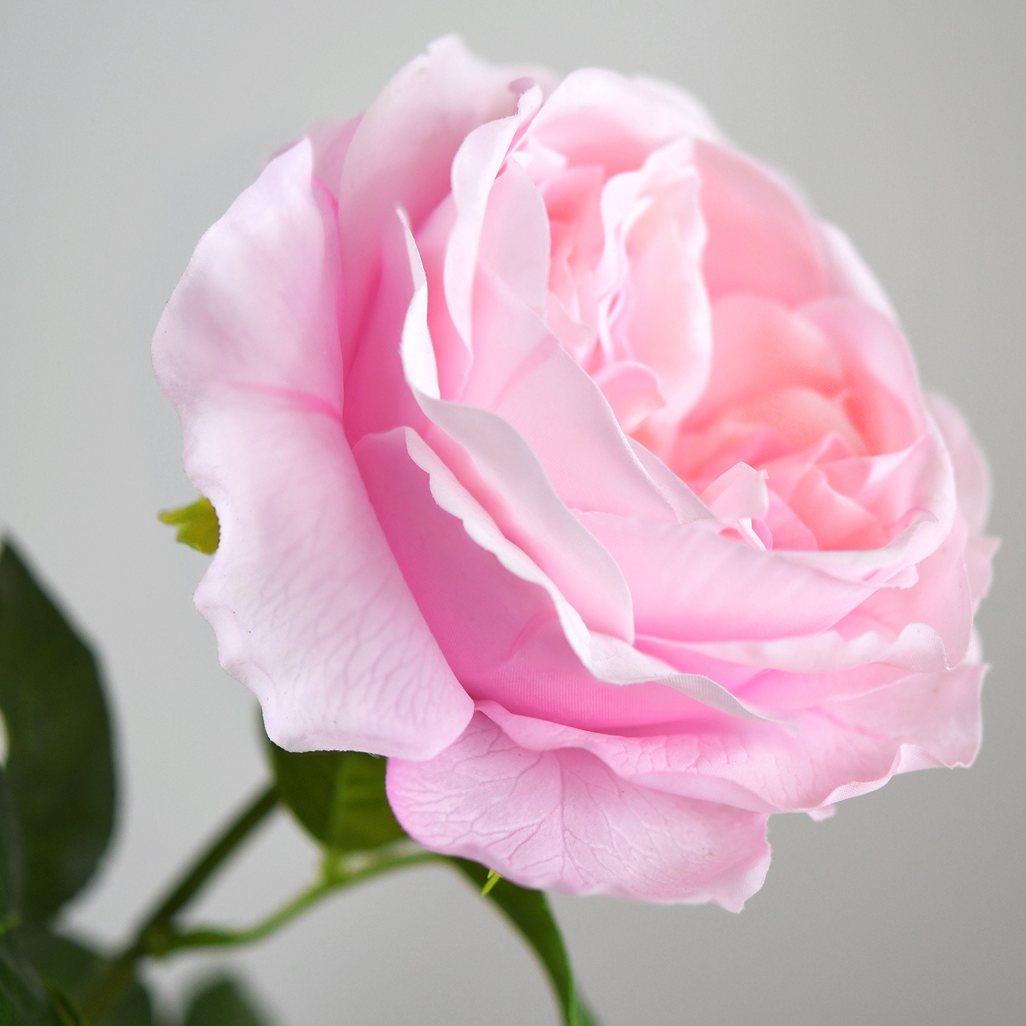 Powder Pink Real Touch Garden Roses Large Blooms 2 Long Stems - Etsy