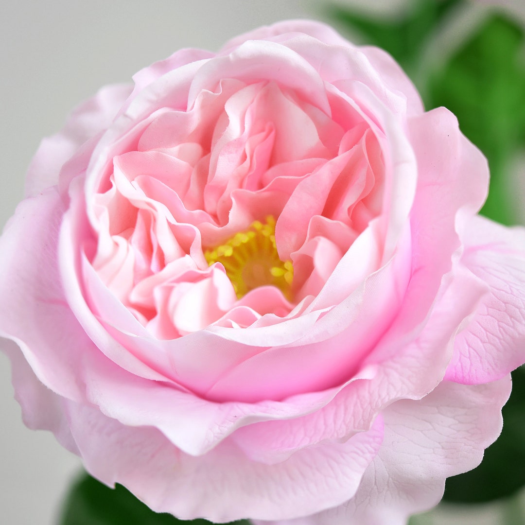 Powder Pink Real Touch Garden Roses Large Blooms 2 Long Stems - Etsy