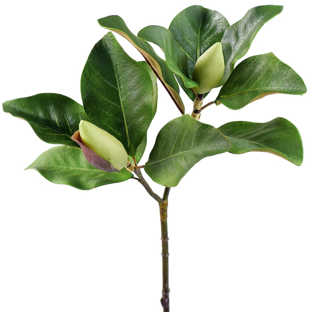 Magnolia Leaf Spray With Buds Artificial Greenery 25 Inches ...